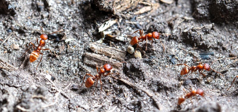 Hormigas Rojas En El Suelo. Imagen de archivo - Imagen de bicho ...