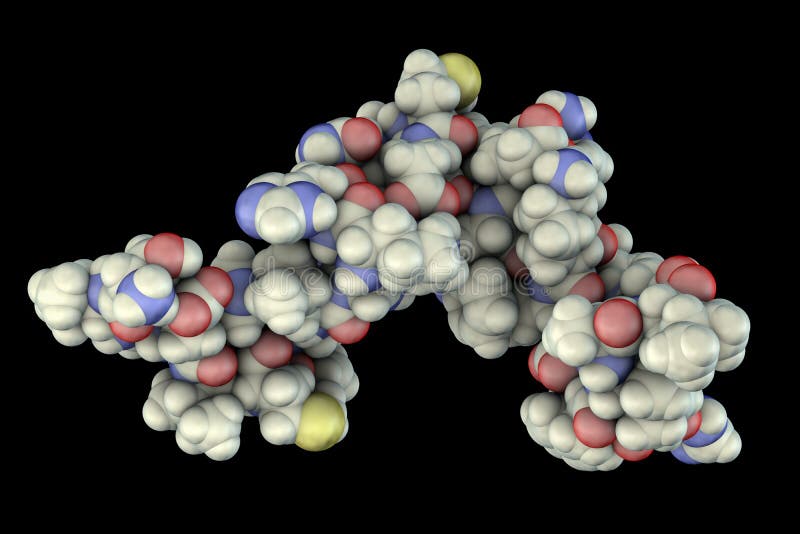 Hormona Paratiroides Humana Imagen de archivo - Imagen de humano, fondo ...