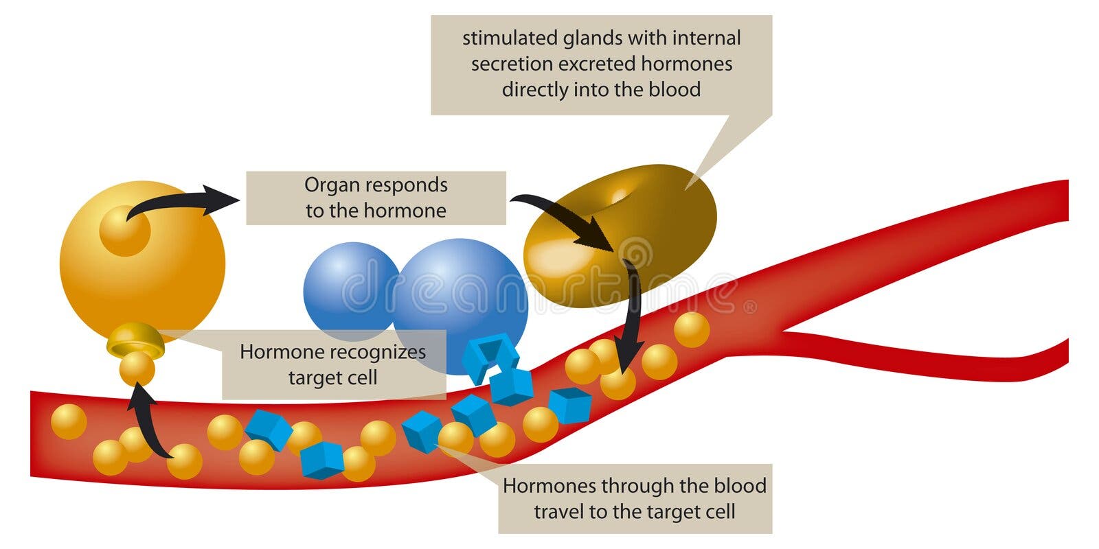 Hormones work. Vector stock vector. Illustration of medical - 29016540