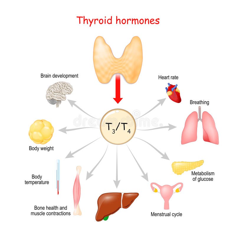 Hyperthyroidism and Hypothyroidism. Female with Signs and Symptoms of Different Thyroid Gland ...