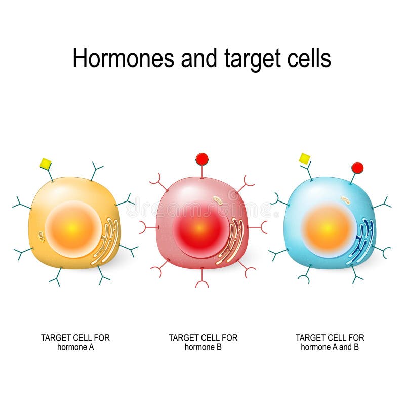 Hormones Stock Illustrations – 6,965 Hormones Stock Illustrations ...
