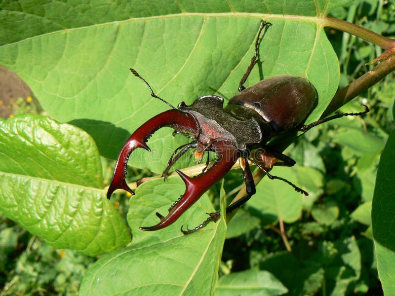 Horn-beetle stock image. Image of domestic, green, animals - 6990333