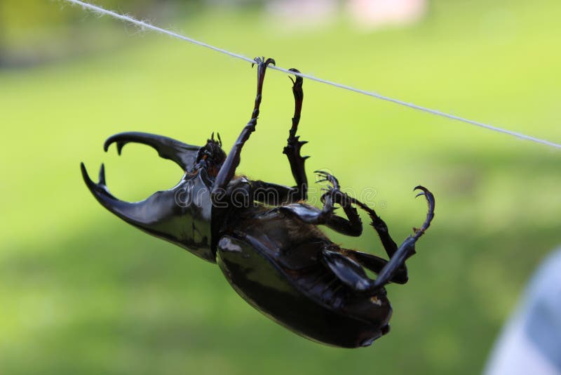 Big Horn Beetle Bug Isolated on White Stock Photo - Image of background ...