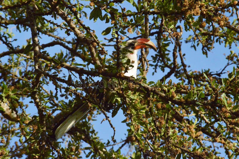 Horn bill bird stock image. Image of orange, sitting - 70497157