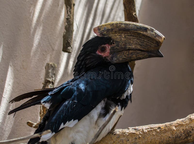 Horn bird stock image. Image of dark, black, creature - 34449663