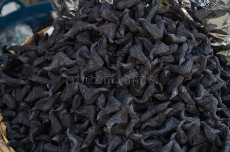 Horn chestnut stock photo. Image of roxb, thailand, black - 37121028