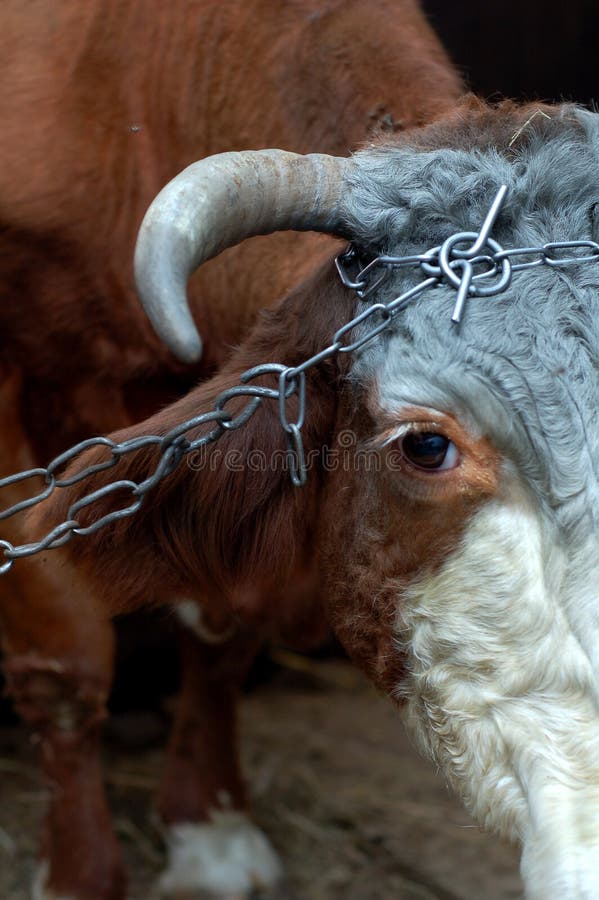 Horn of a cow stock photo. Image of pasture, village, cowshed - 1542336
