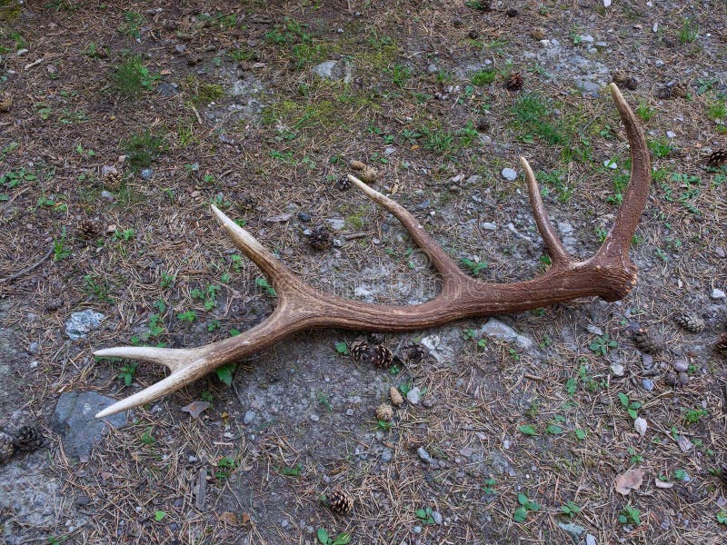 Horn of a Deer on the Ground of the Forest Stock Image - Image of brow ...