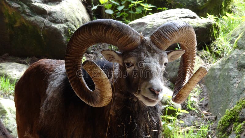 Horn, Argali, Wildlife, Fauna Picture. Image: 106403714