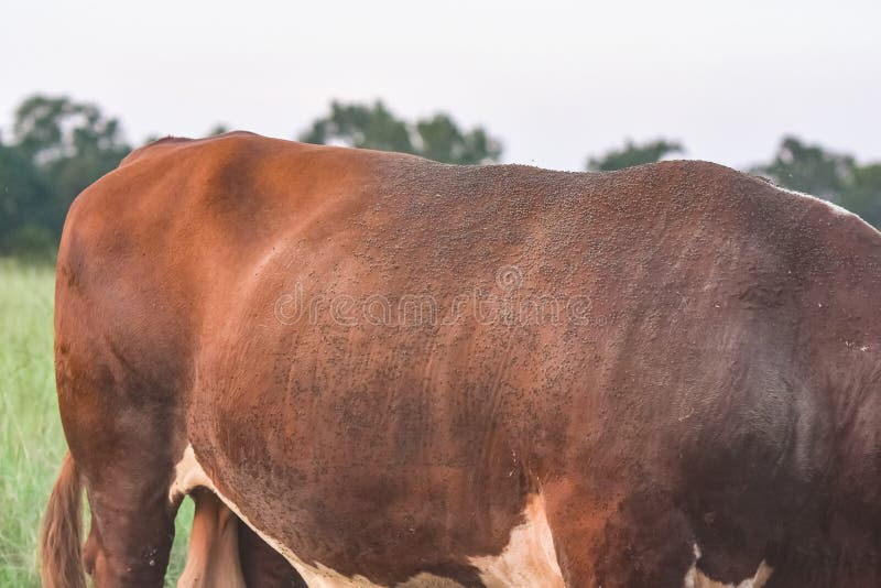 Horn Flies on the Back of a Bull Stock Photo - Image of tall, cattle ...