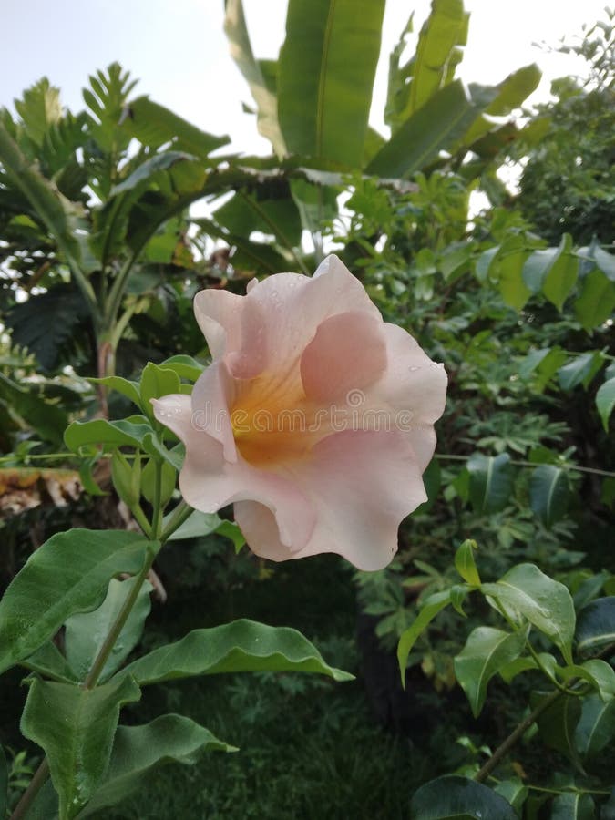 Horn flower in sri lanka stock image. Image of leaf - 249053359