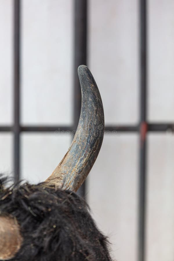 Horn on the Head of a Bison. Stock Photo - Image of horn, bone: 244316678