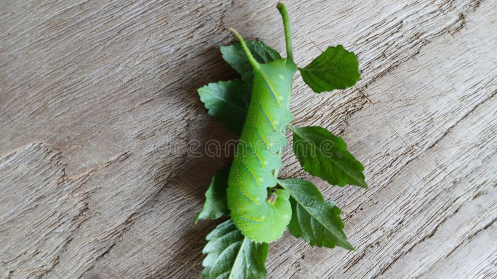 Horn-headed Leaf-eating Caterpillar Stock Photo - Image of large ...