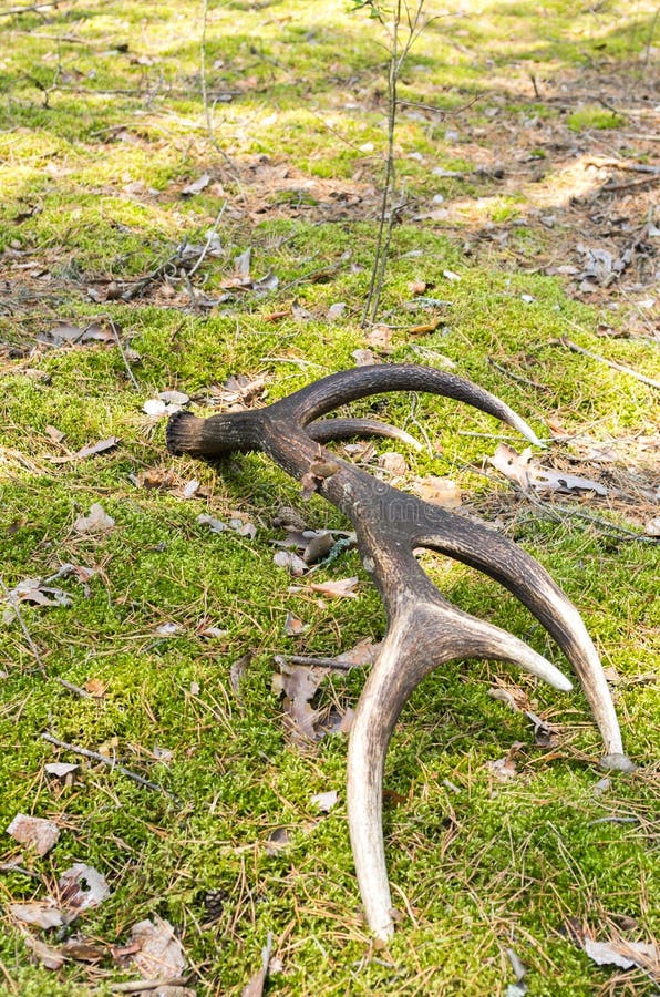 The Horn of a Large Male Deer. Stock Photo - Image of horn, spring ...