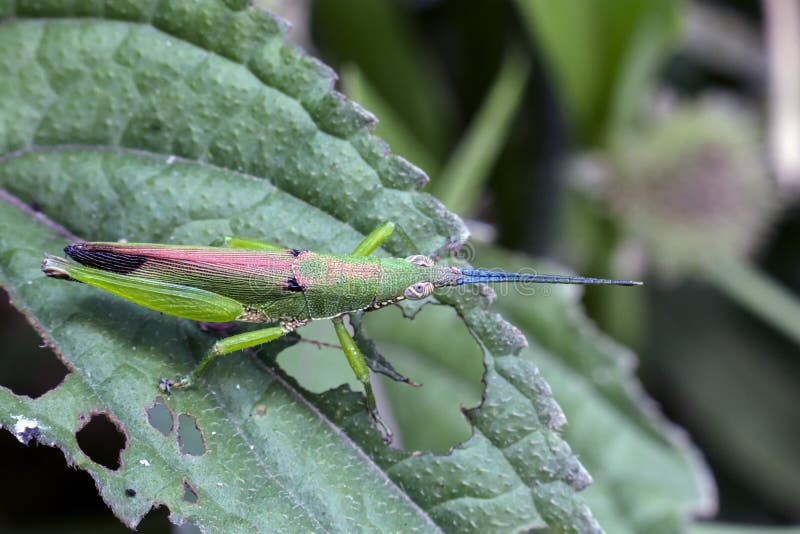 Locust on leaf stock photo. Image of profile, green, orthoptera - 40744268