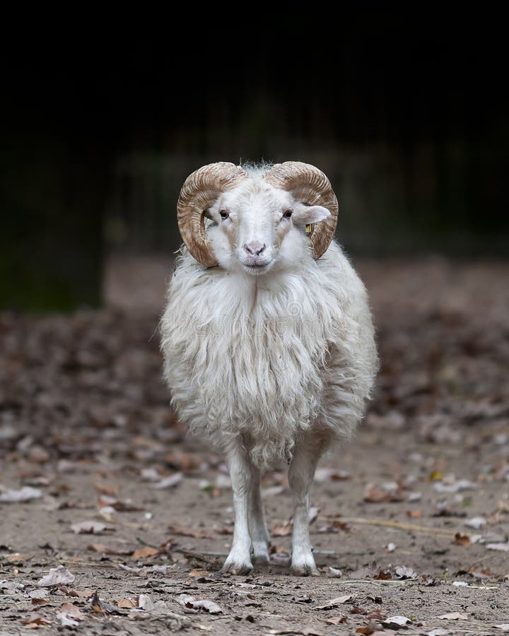 Horn sheep ram stock image. Image of portrait, animal - 16839417