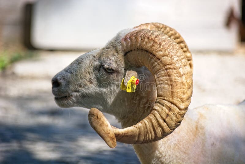Horn, Sheep, Terrestrial Animal, Argali Stock Photo - Image of argali ...