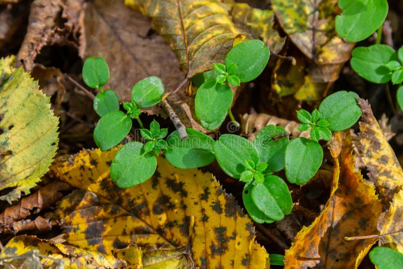 Hornbeam Carpinus Betulus Tree Sprouts Germinated in the Wild in the ...