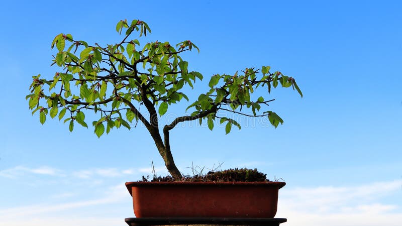 Hornbeam (CARPINUS) Bonsai Tree. Deciduous Tree Stock Photo - Image of china, houseplant: 277933858