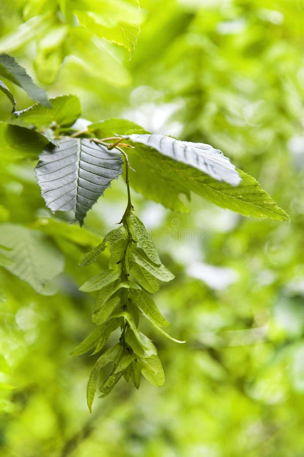 Hornbeam flowering stock image. Image of carpinus, betulaceae - 49732453
