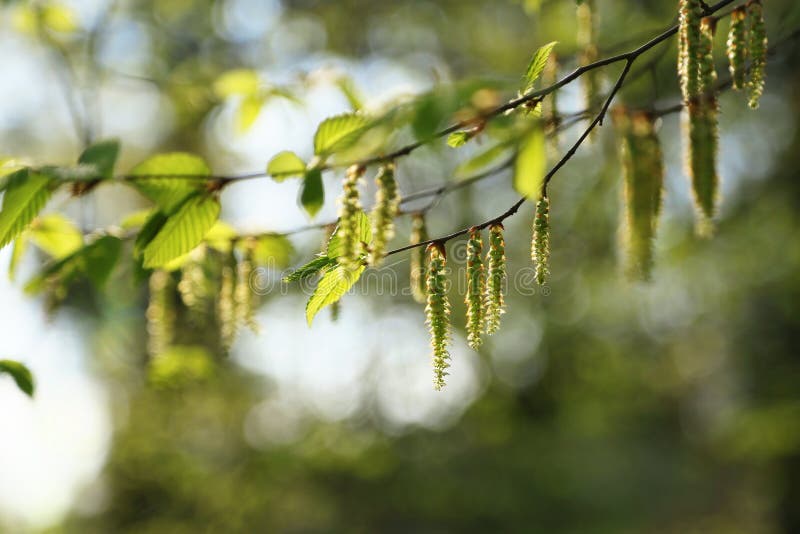 Hornbeam flowers stock image. Image of outdoors, bloom - 68205223