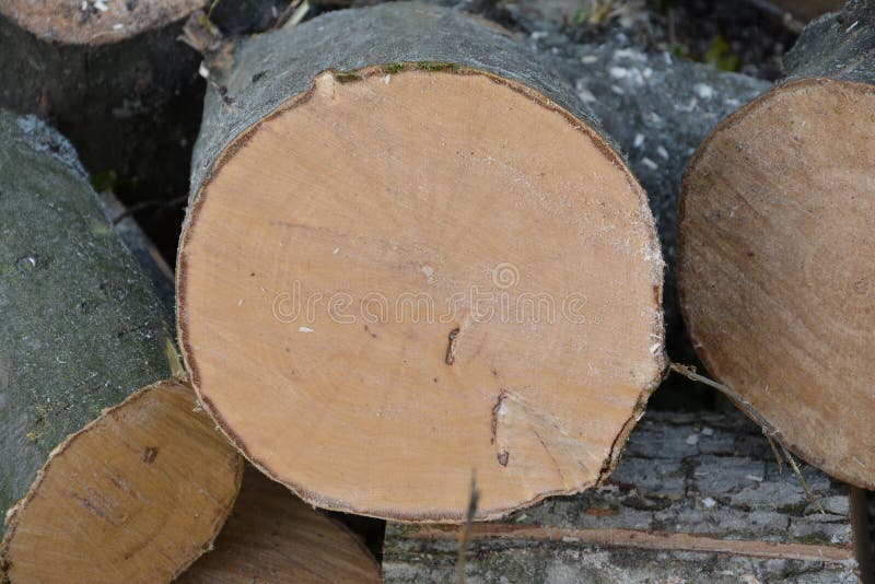 Hornbeam tree end stock image. Image of nature, forest - 51419245