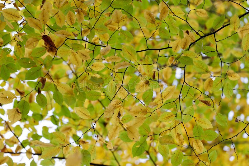 Hornbeam tree fall colors stock image. Image of yellow - 47215945