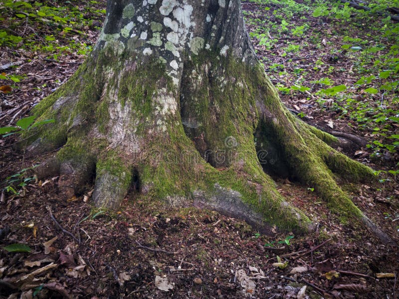Hornbeam Tree Roots Overgrown with Moss and Lichen Close Up, Mossy Tree ...