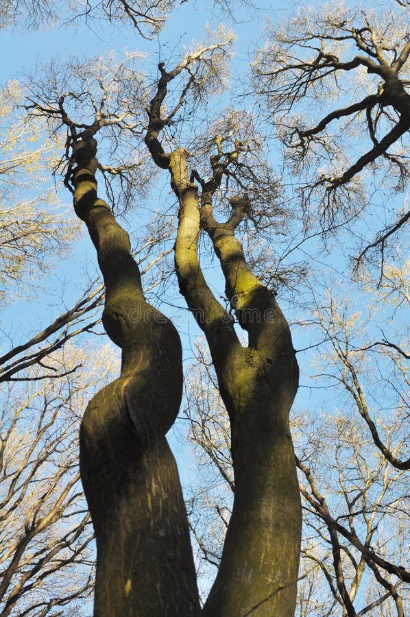 Hornbeam Trees Growing in the Forest Stock Photo - Image of tree ...