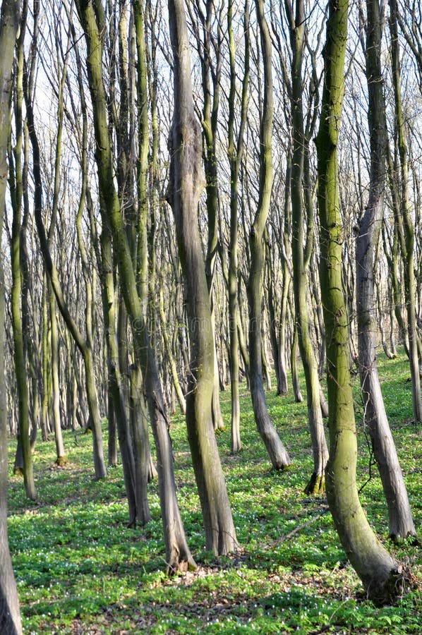 Hornbeam Trees Growing in the Forest Stock Photo - Image of heritage ...