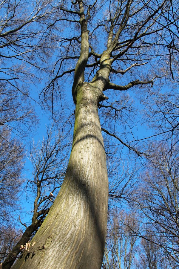 Hornbeam Trees Growing in the Forest Stock Photo - Image of forest ...