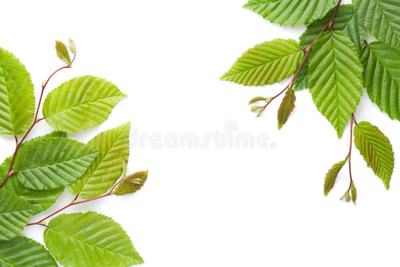 Elm Tree Twigs Isolated on White Background Stock Photo - Image of ...