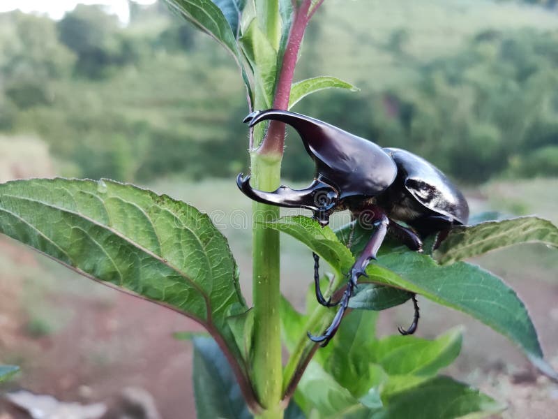 Hornbeetle Chillin on the Leaves Stock Image - Image of bugs, macro ...