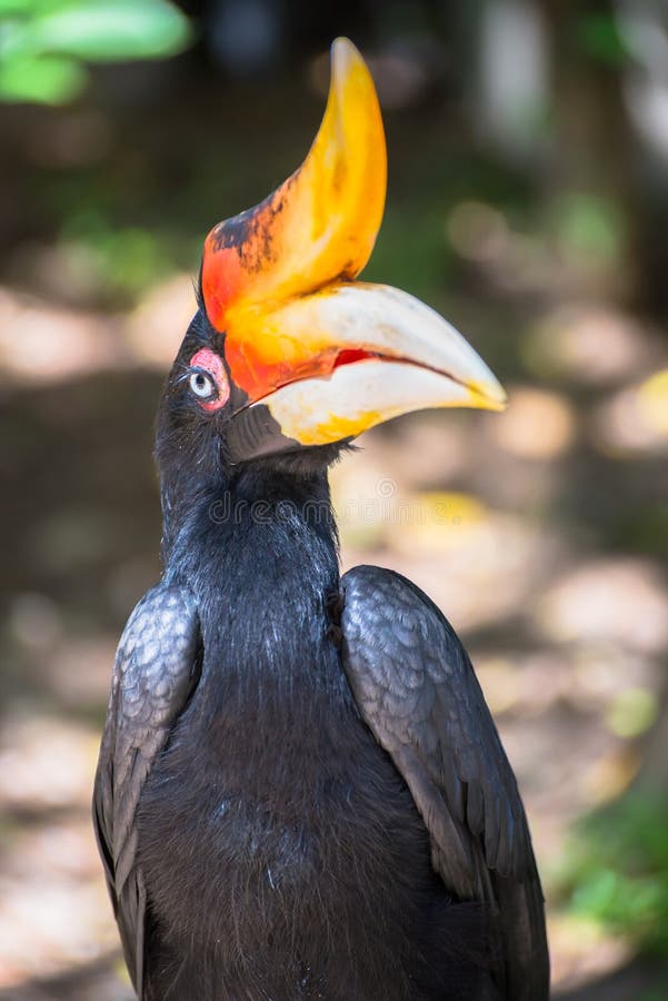 Double hornbill stock image. Image of double, birds, hornbill - 59483251