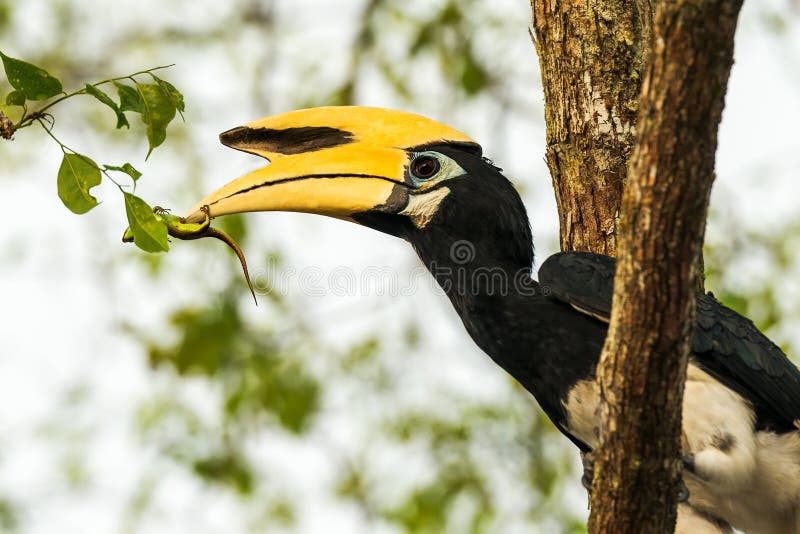 Hornbill stock image. Image of bird, black, lizard, feather - 42716175