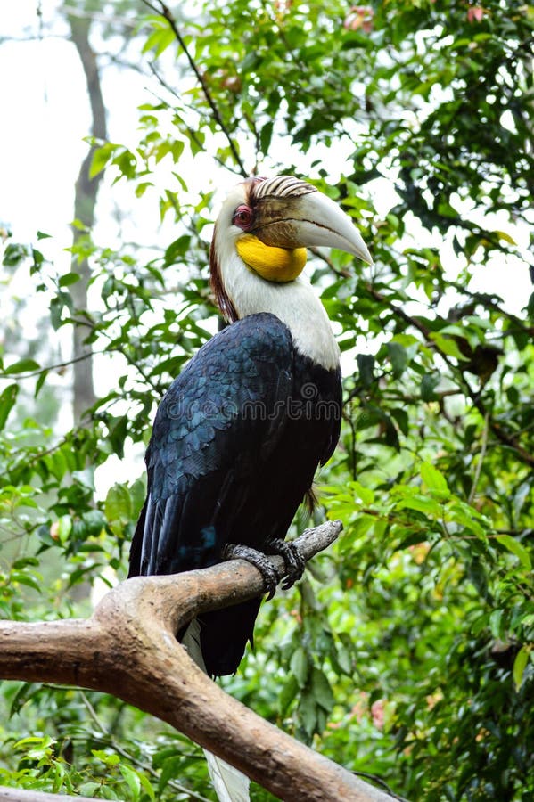 Hornbill Perch on the Branch of Tree Stock Image - Image of beauty ...