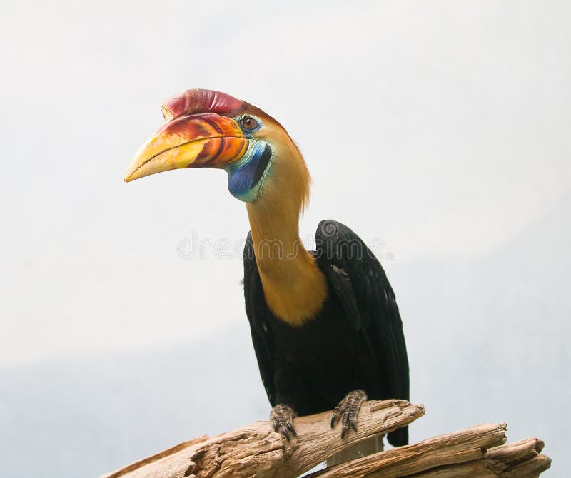 Hornbill stock image. Image of horn, beak, bill, tropical - 34816707