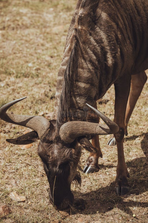 A Horned Animal is Grazing in a Meadow Stock Image - Image of standing ...