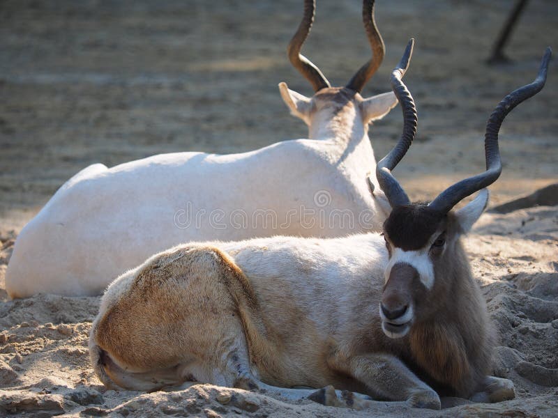 Horned antelope stock photo. Image of fauna, herbivore - 58010672