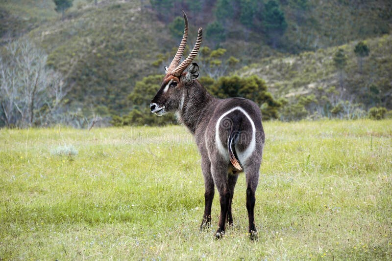 Horned antelope stock photo. Image of africa, horn, grey - 34309358