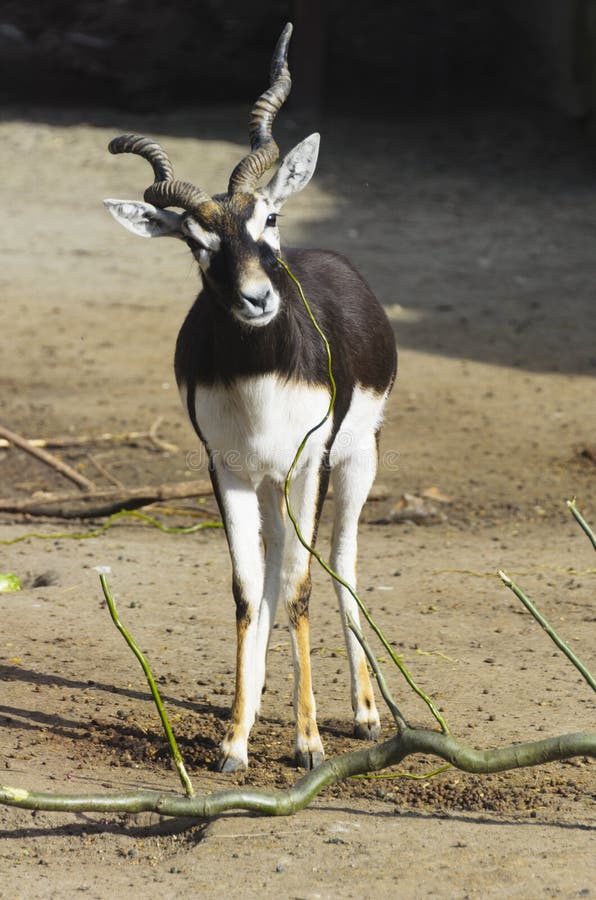 Horned antelope stock photo. Image of safari, horned - 34309358