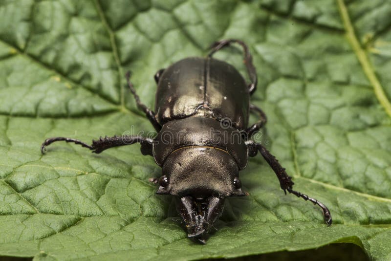 A Horned Beetle on a Green Leaf Stock Photo - Image of wildlife, green ...