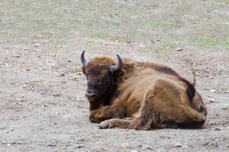 Horned bison stock photo. Image of horn, landscape, cattle - 68160828