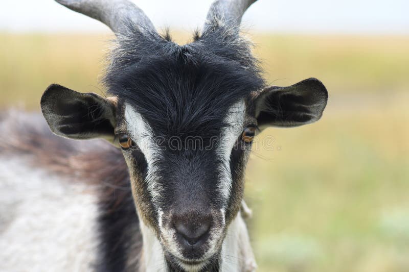 Horned Black and White Goat, Front View. Breeding Animals on the Farm ...