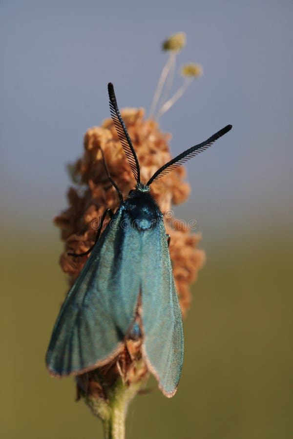 Horned Blue Moth , Focus on Horns, Sitting on Plant in a Field Stock ...