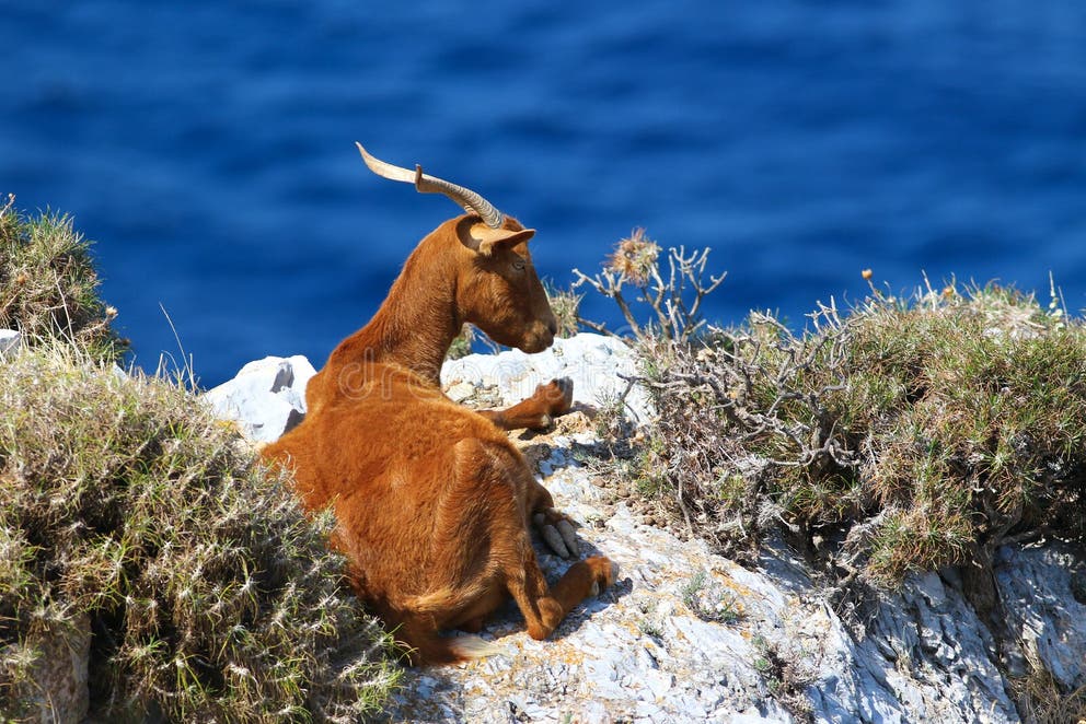 Horned brown goat stock image. Image of cleft, artiodactyl - 78602669