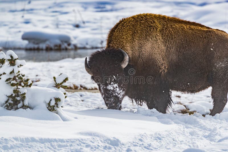 Horned Buffalo with Snowy Face in Winter in Yellowstone Stock Image ...
