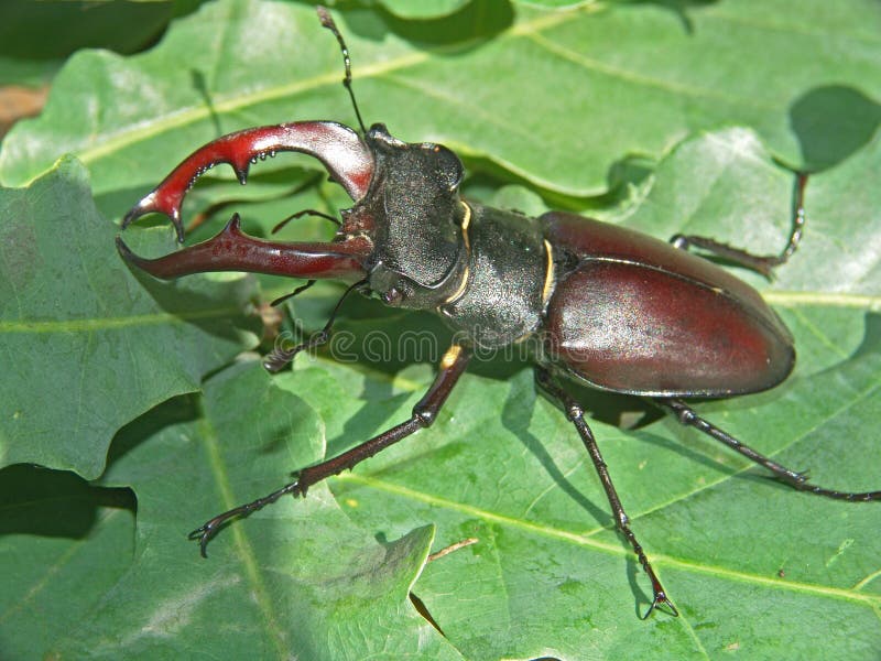 The horned bug. stock photo. Image of beauty, beetle, lucanidae - 475172