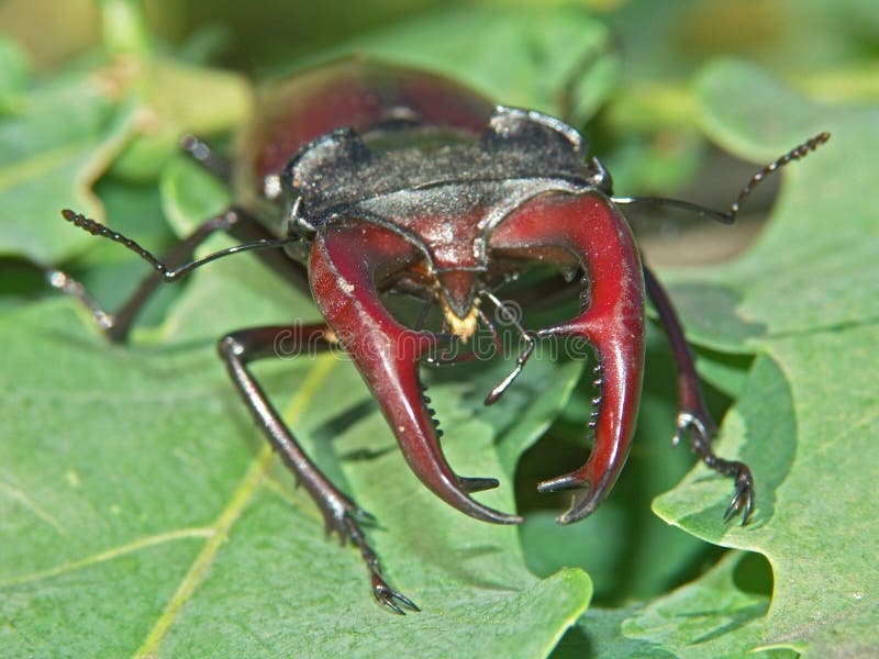 The horned bug. stock photo. Image of cervus, insecta, color - 475202