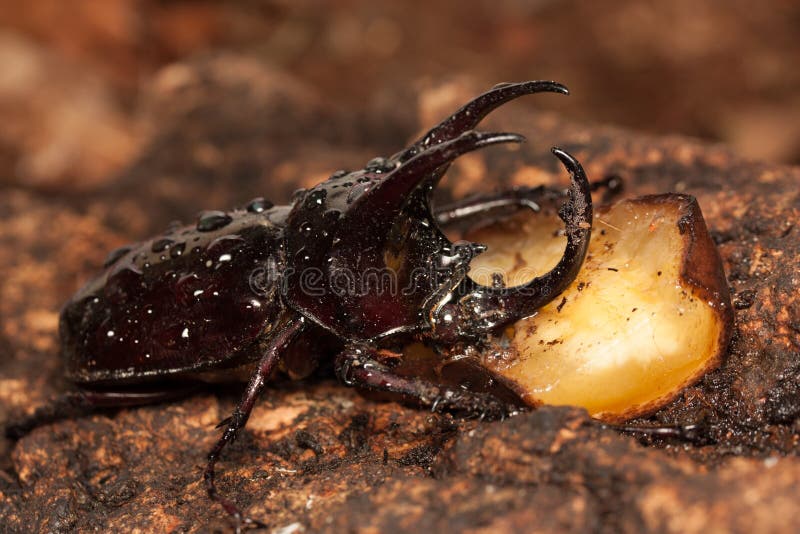 An horned bug closeup stock image. Image of insect, details - 103566453